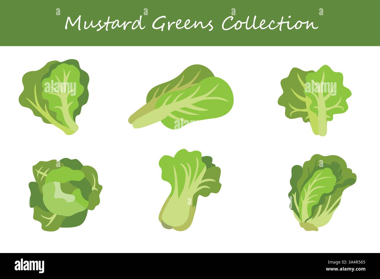 mustard greens collection in different style. Vector illustration Stock ...