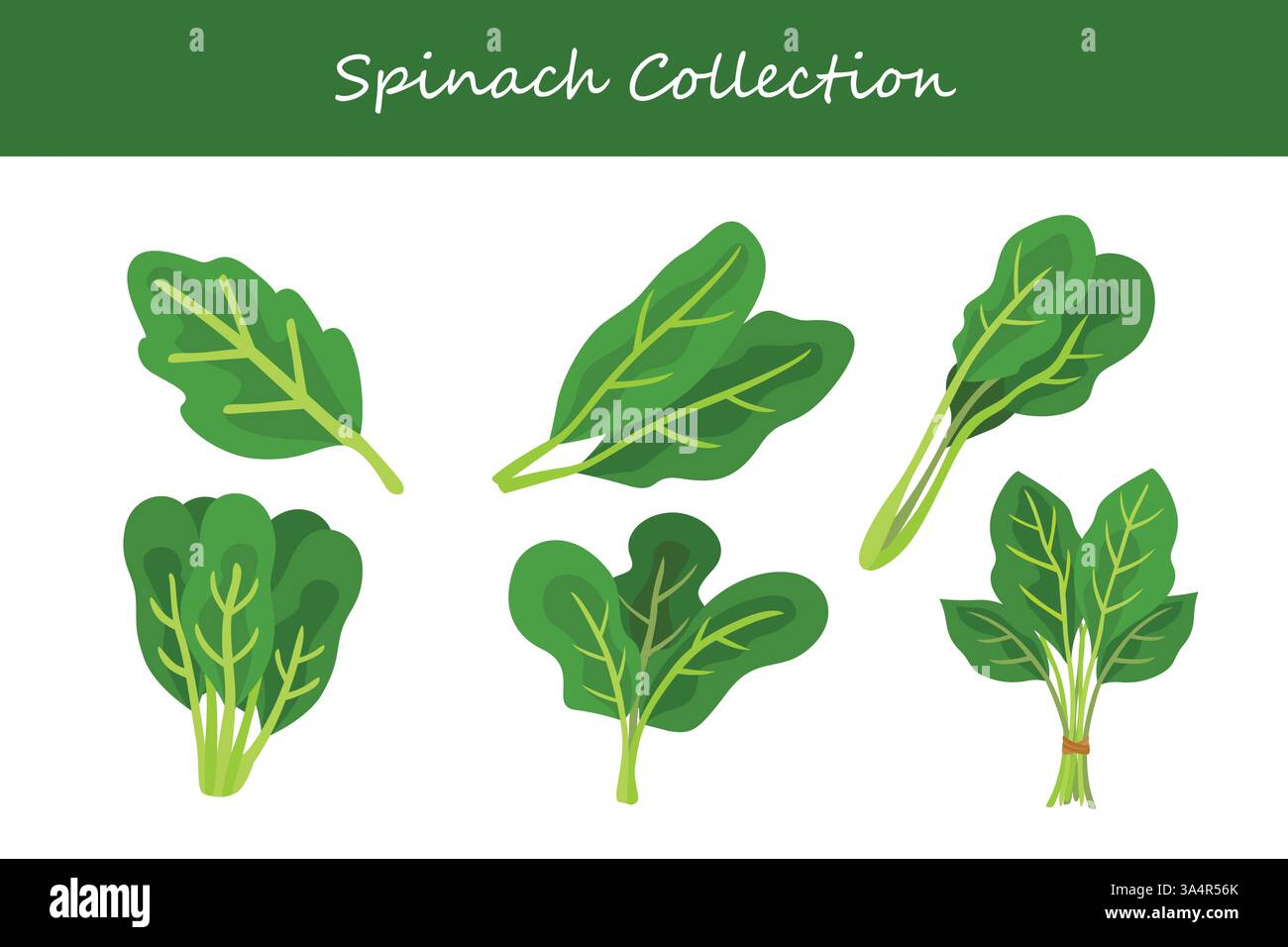 spinach collection in different style. Vector illustration Stock Vector ...