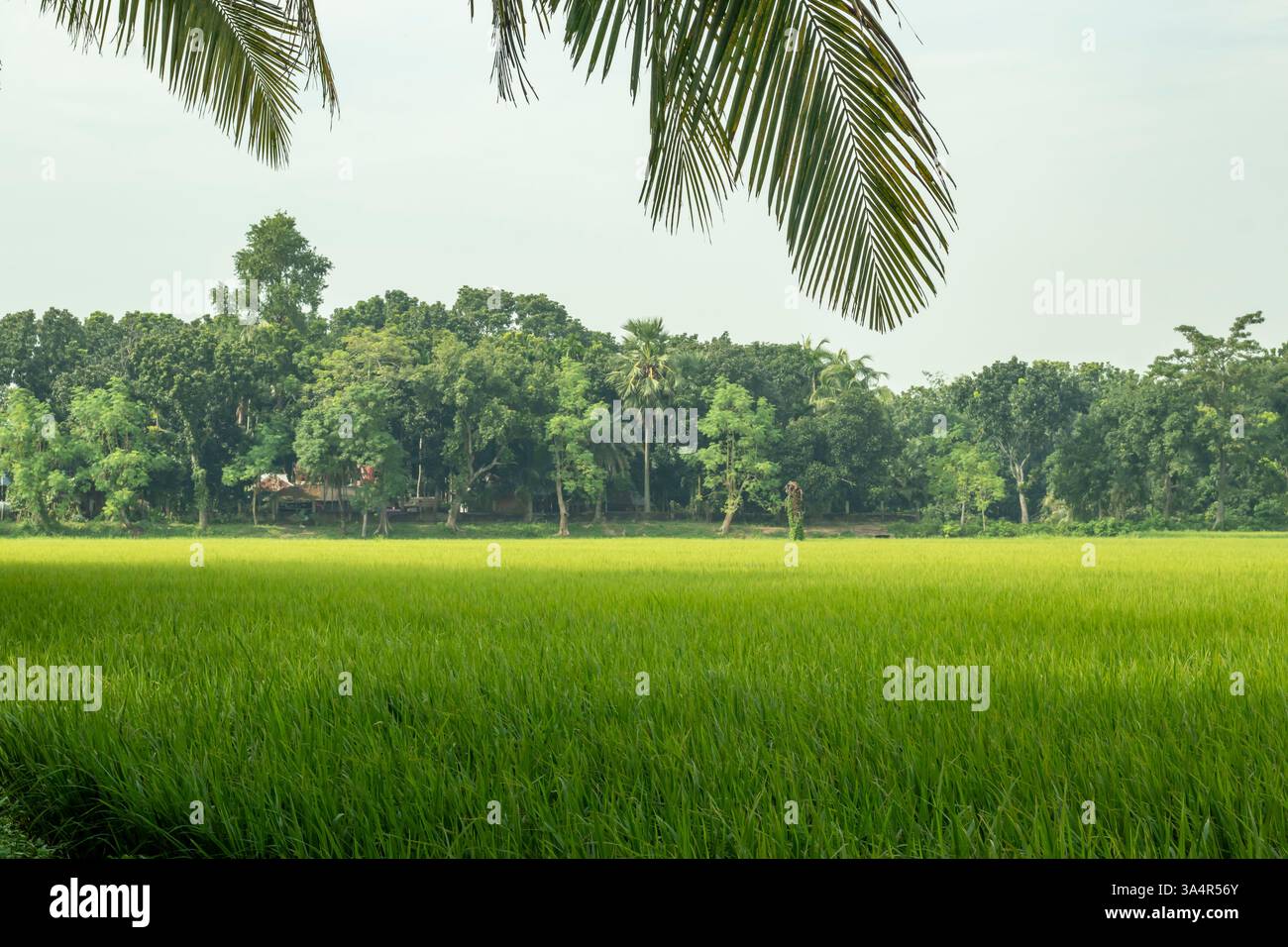 A huge paddy field stretches across the wide land, with tall trees ...