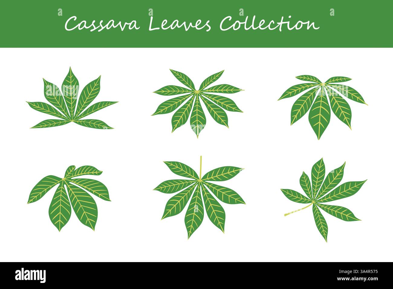 cassava leaves collection in different style. Vector illustration Stock ...