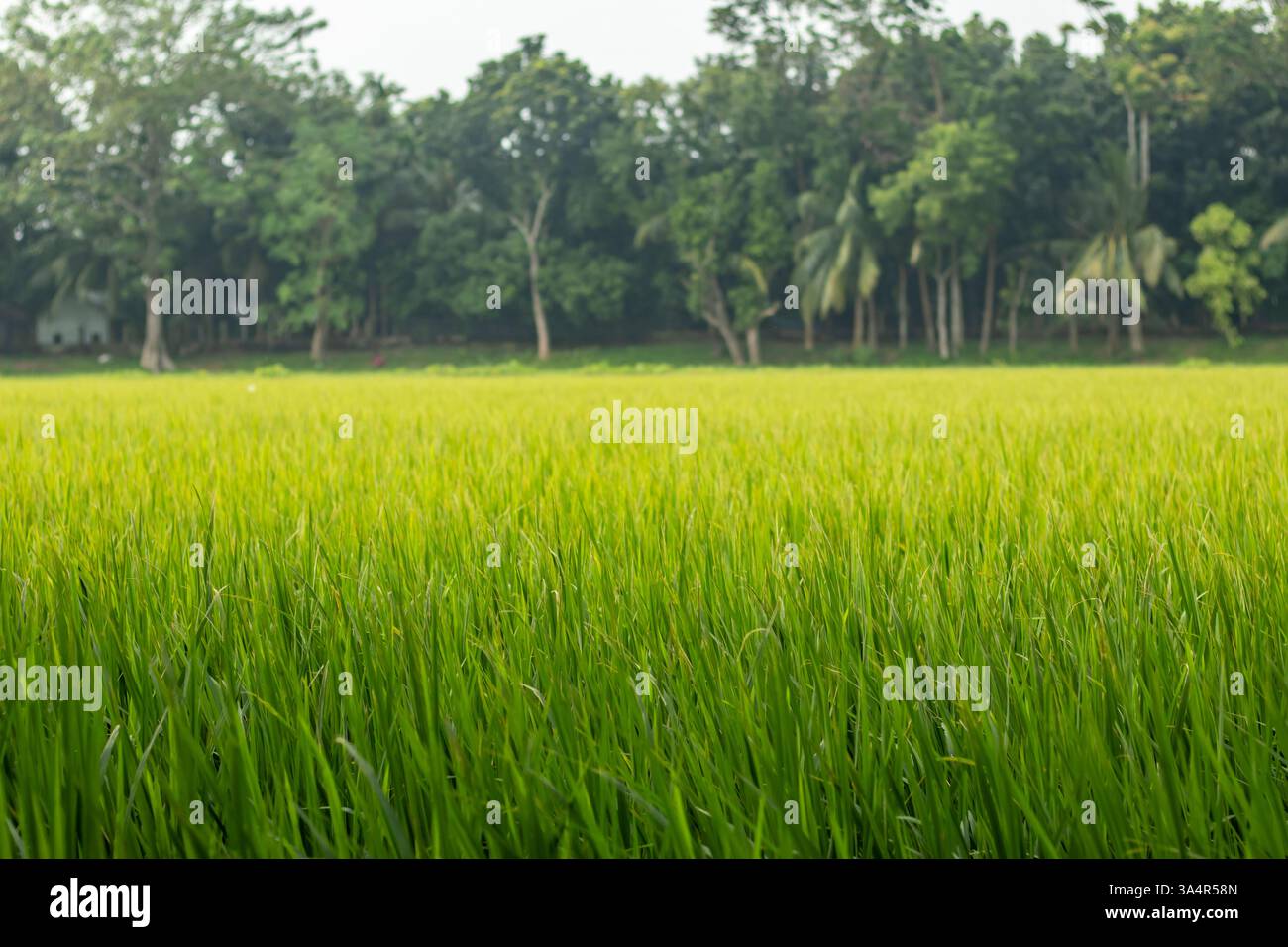 Vibrant green rice plants swaying hi-res stock photography and images ...