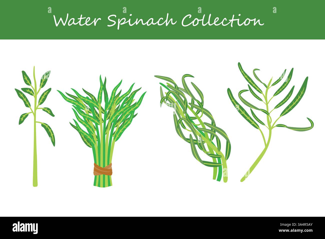 water spinach collection in different style. Vector illustration Stock ...