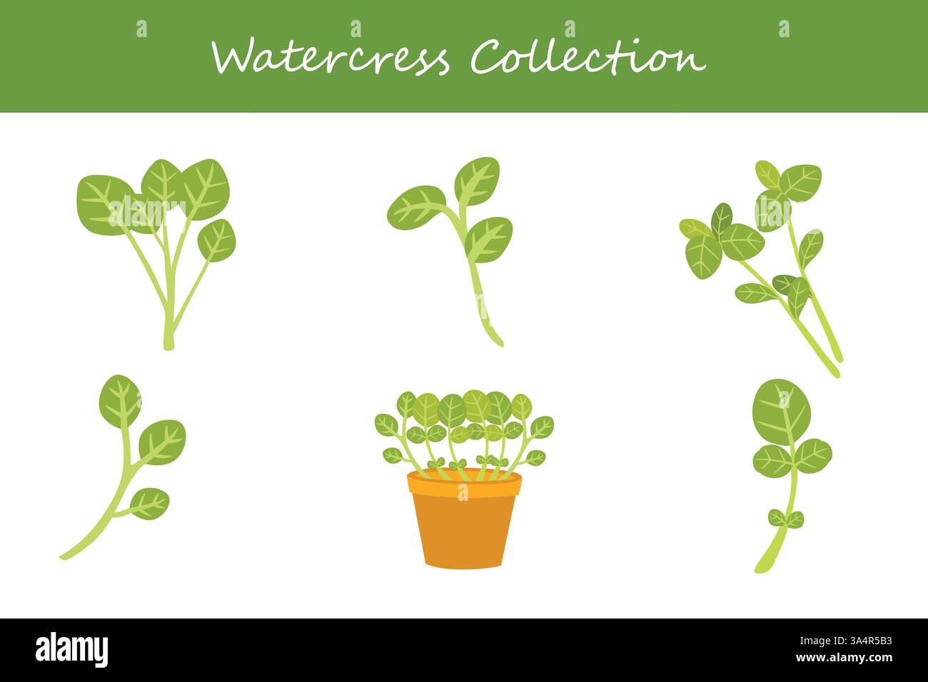 watercress collection in different style. Vector illustration Stock ...