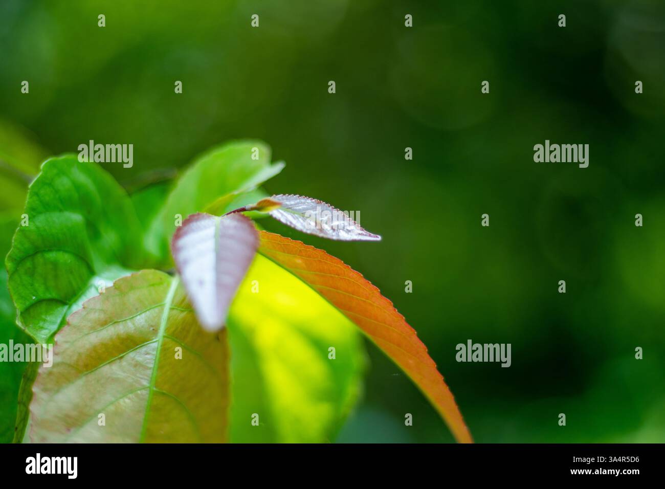 Flacourtia indica leaves, or Indian plum, is a small to medium ...