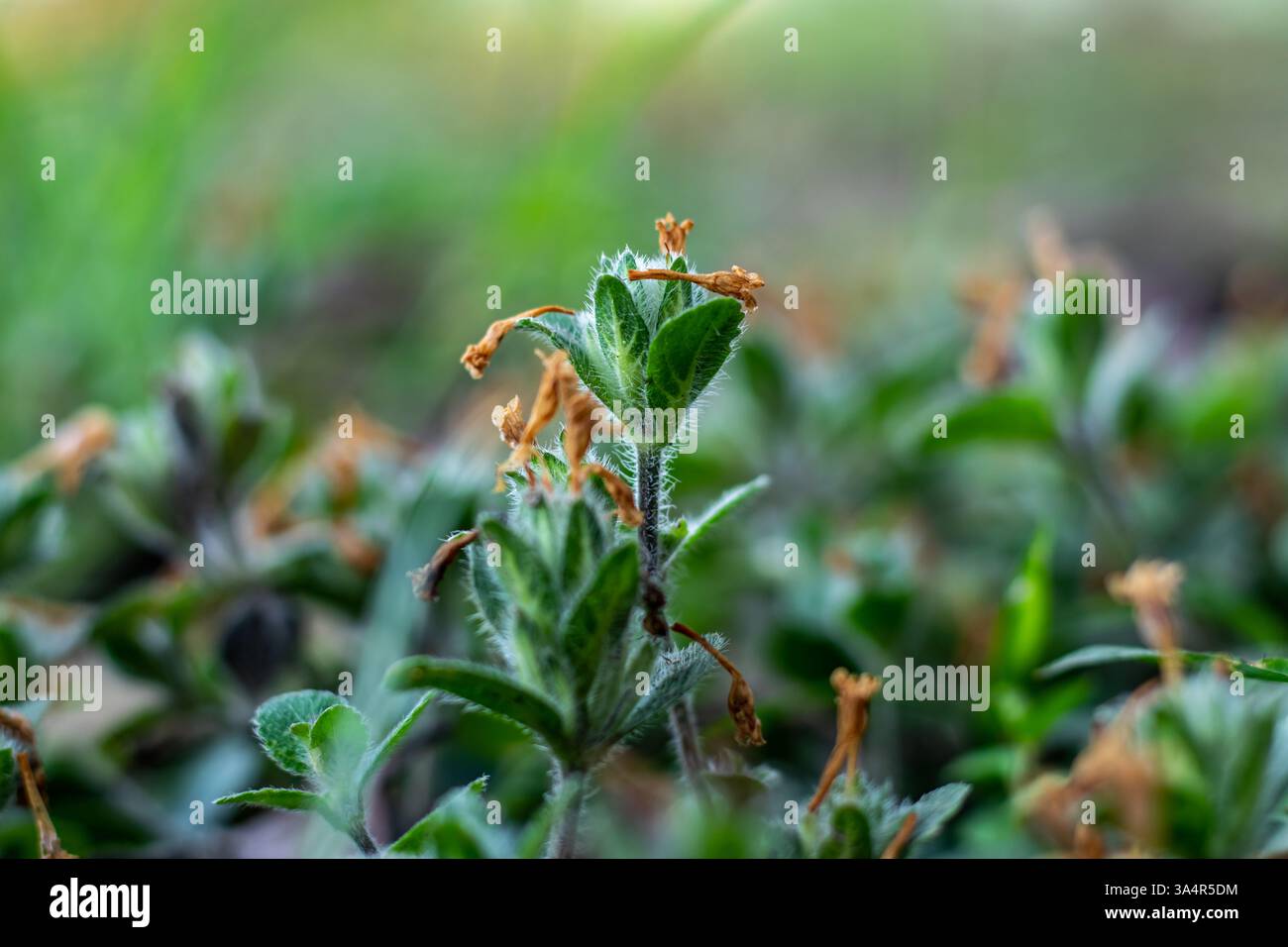 Fringe leaf wild petunia hi-res stock photography and images - Alamy