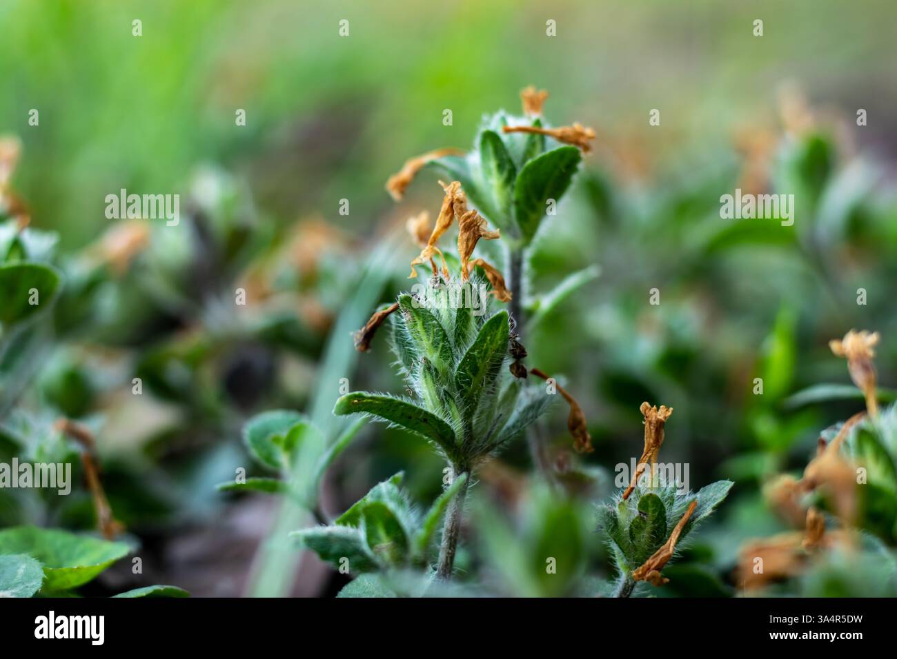 Fringe Leaf Wild Petunia Ruellia humilis is a low growing perennial ...