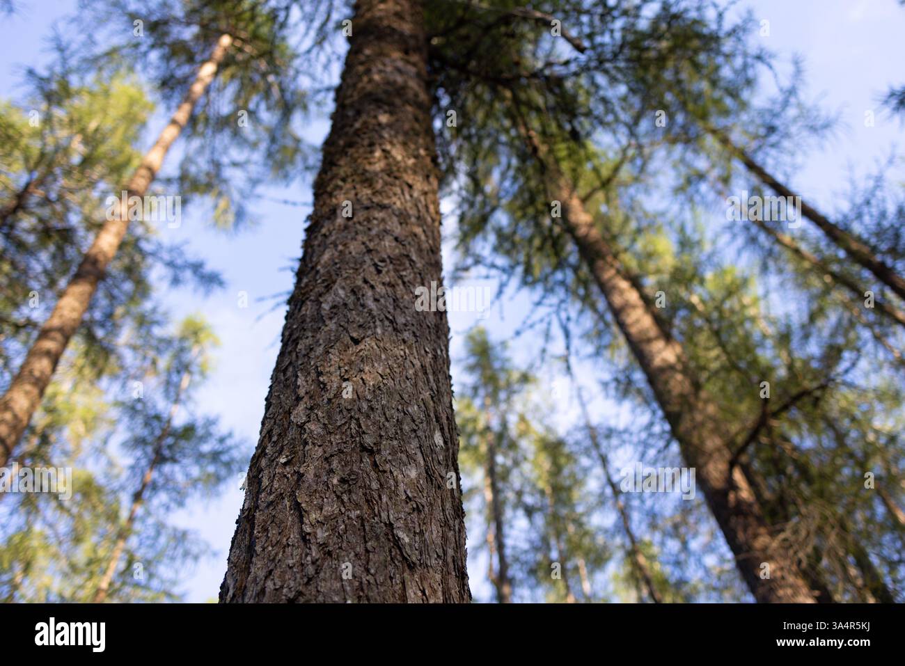 Close-Up Tree Trunk and Canopy View – Forest Bathing and Nature Therapy ...