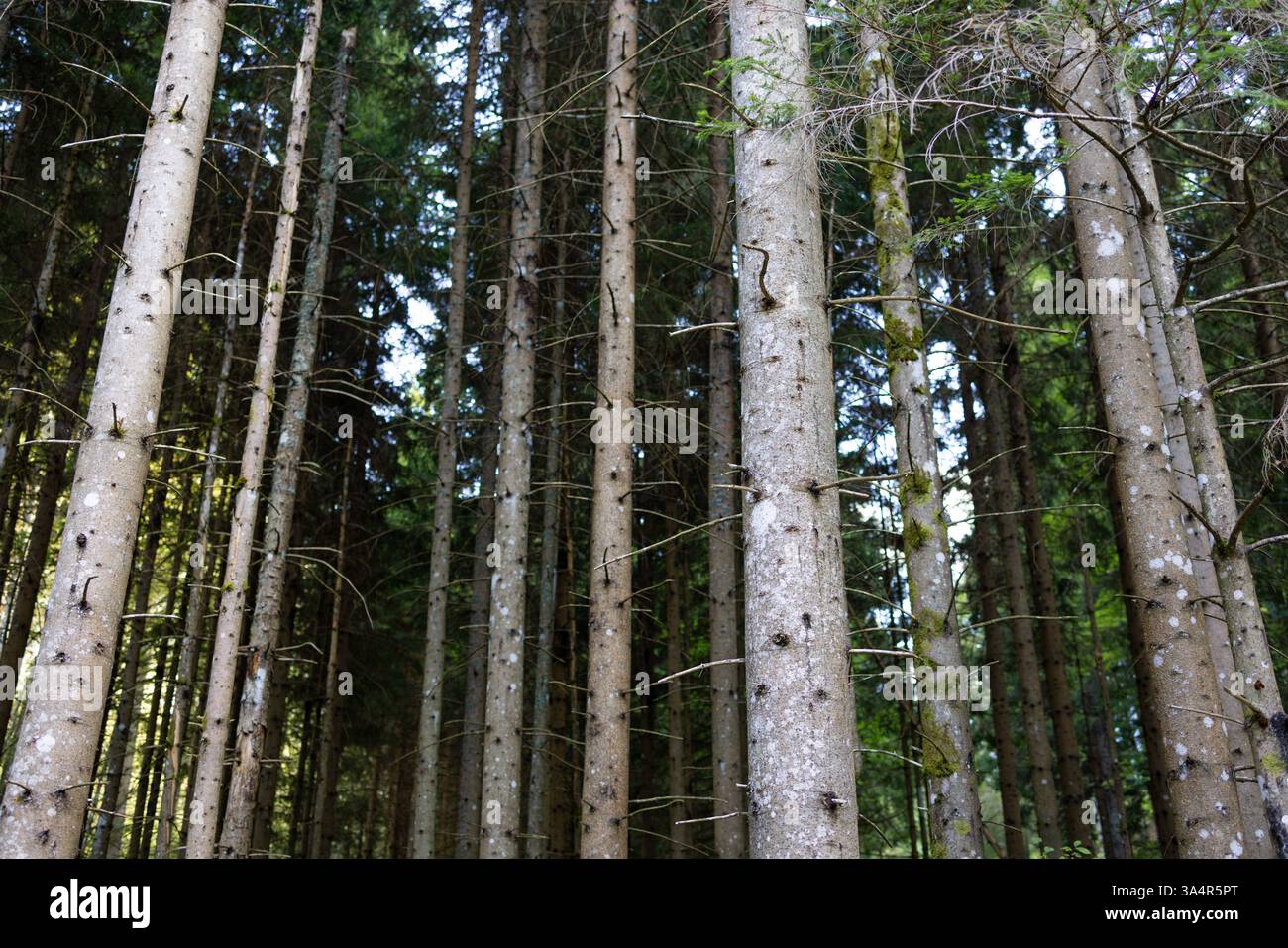 Dense Coniferous Forest with Tall Pine Trees and Natural Light. Forest ...