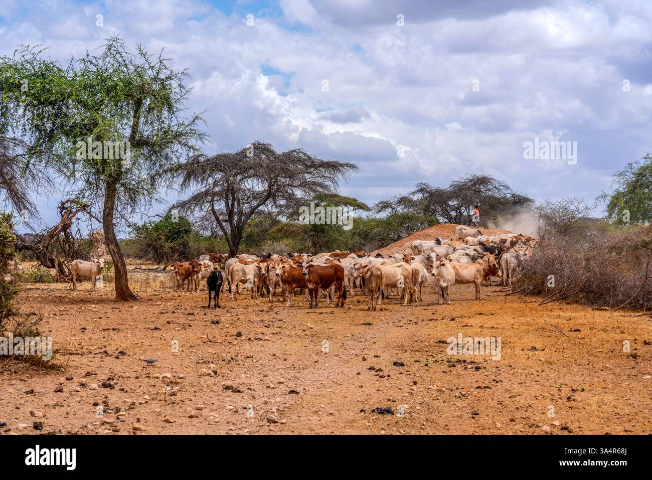 Ethiopia well water rift valley hi-res stock photography and images - Alamy