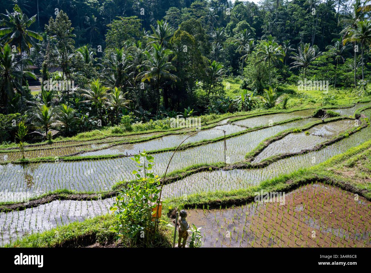 Photograph of the rice terraces hi-res stock photography and images - Alamy
