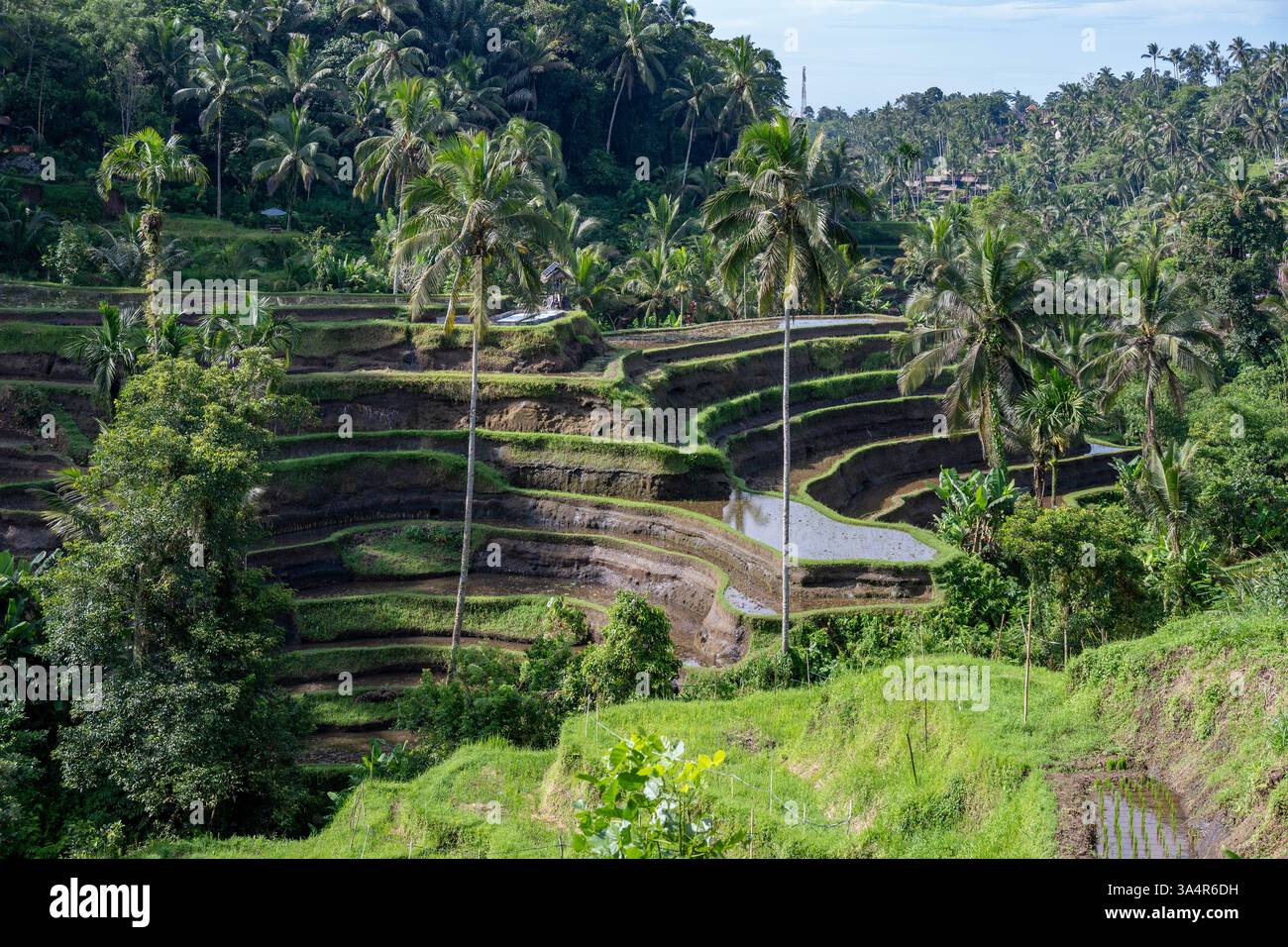 Majestic rice fields bali hi-res stock photography and images - Alamy