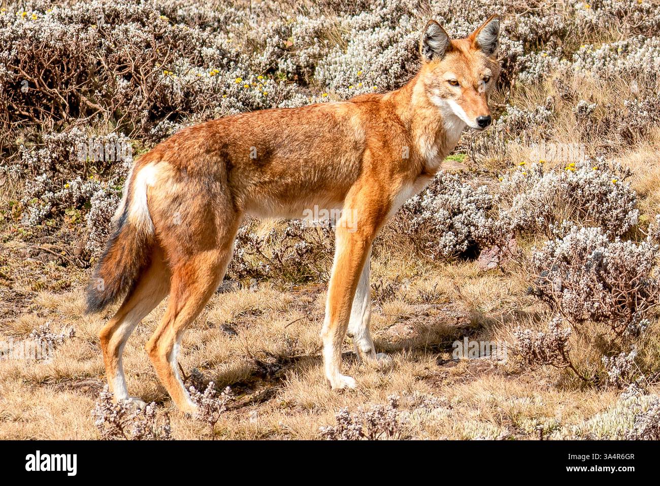 Ethiopia, a wolf of Abyssinia at the Mont Bale National Park hunts its ...