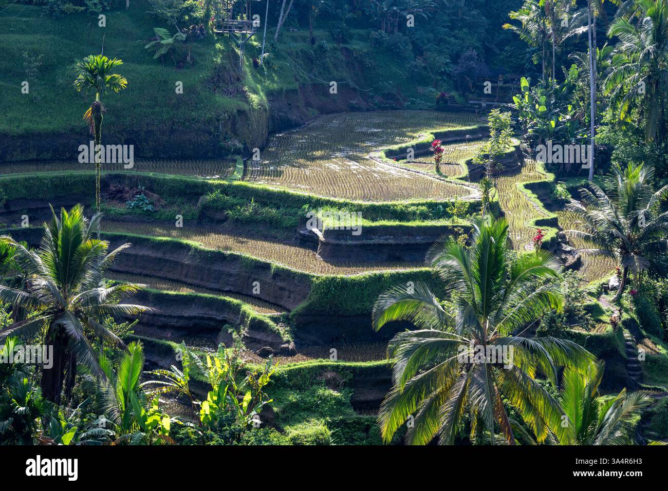 Majestic rice fields bali hi-res stock photography and images - Alamy