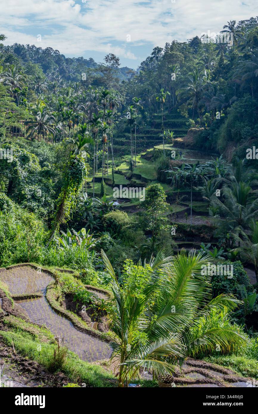 Beautiful rice terraces tegallalang hi-res stock photography and images ...