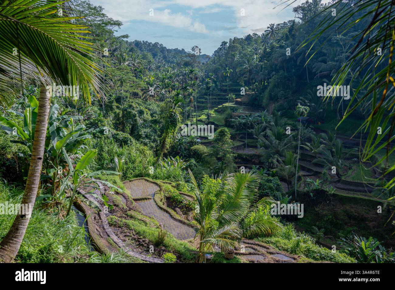 Beautiful rice terraces tegallalang hi-res stock photography and images ...
