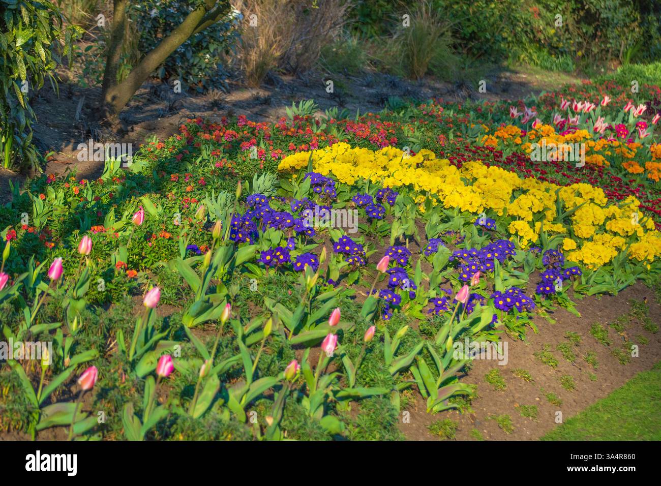 London, UK. 18th March 2025. UK Weather. Spring flowers in full bloom ...