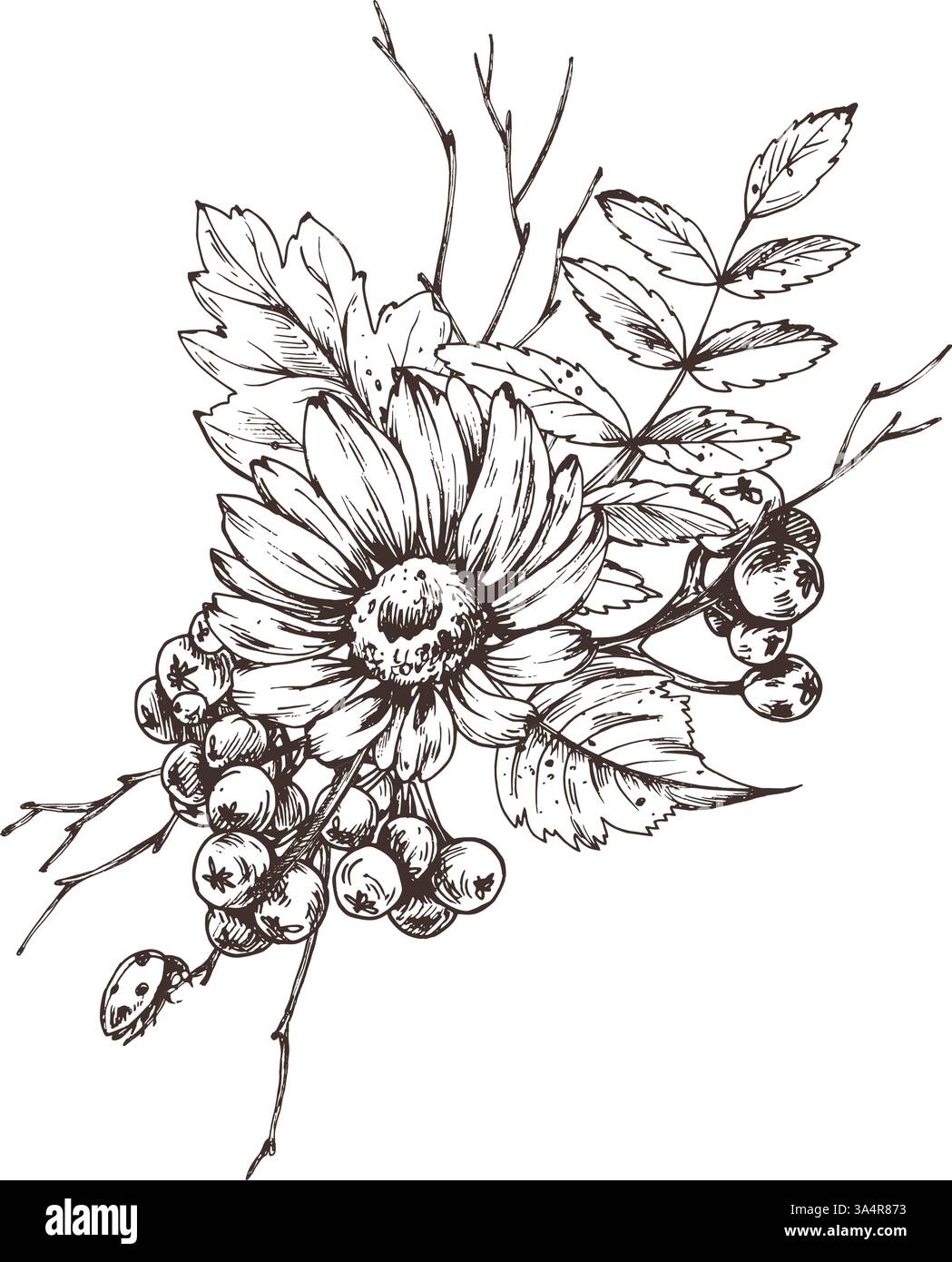 Autumn floral composition rowan Stock Vector Images - Alamy