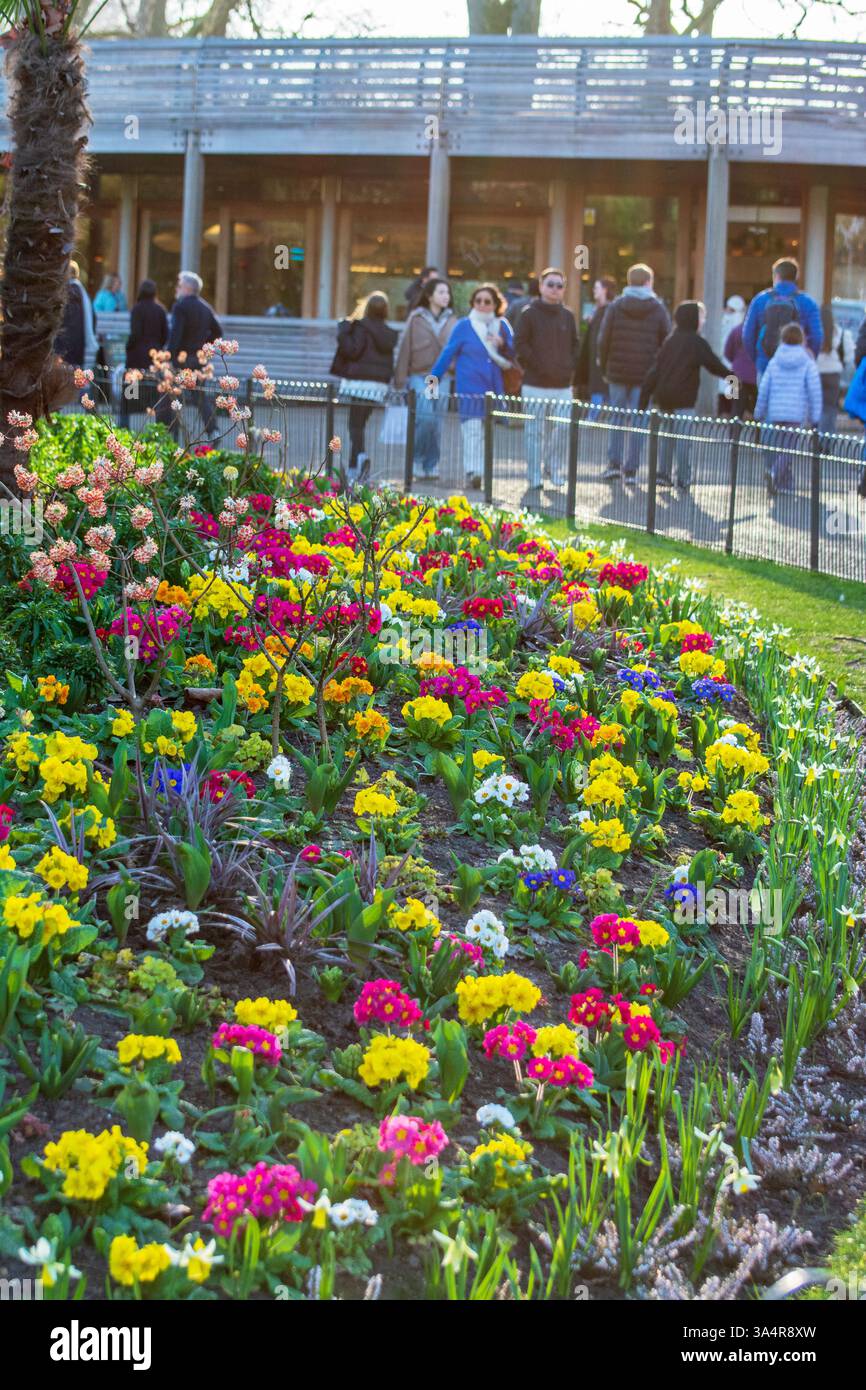 London, UK. 18th March 2025. UK Weather. Spring flowers in full bloom ...