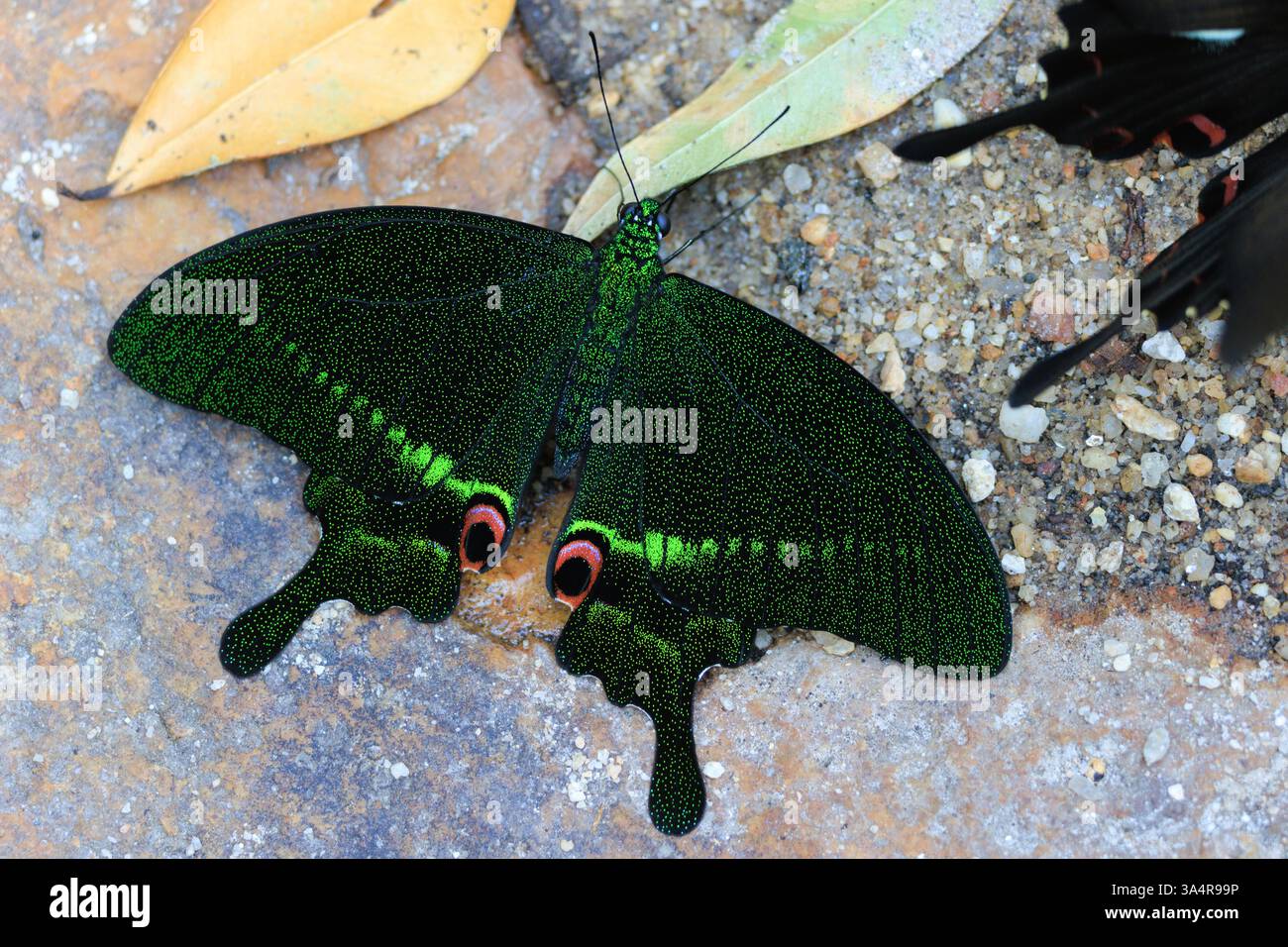 Top view of the Paris Peacock butterfly, Papilio paris, feeding on the ...