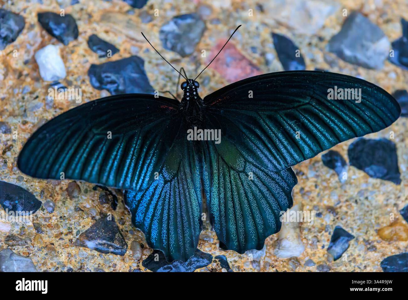 The Great Mormon butterfly, Papilio agenor, standing on the ground ...