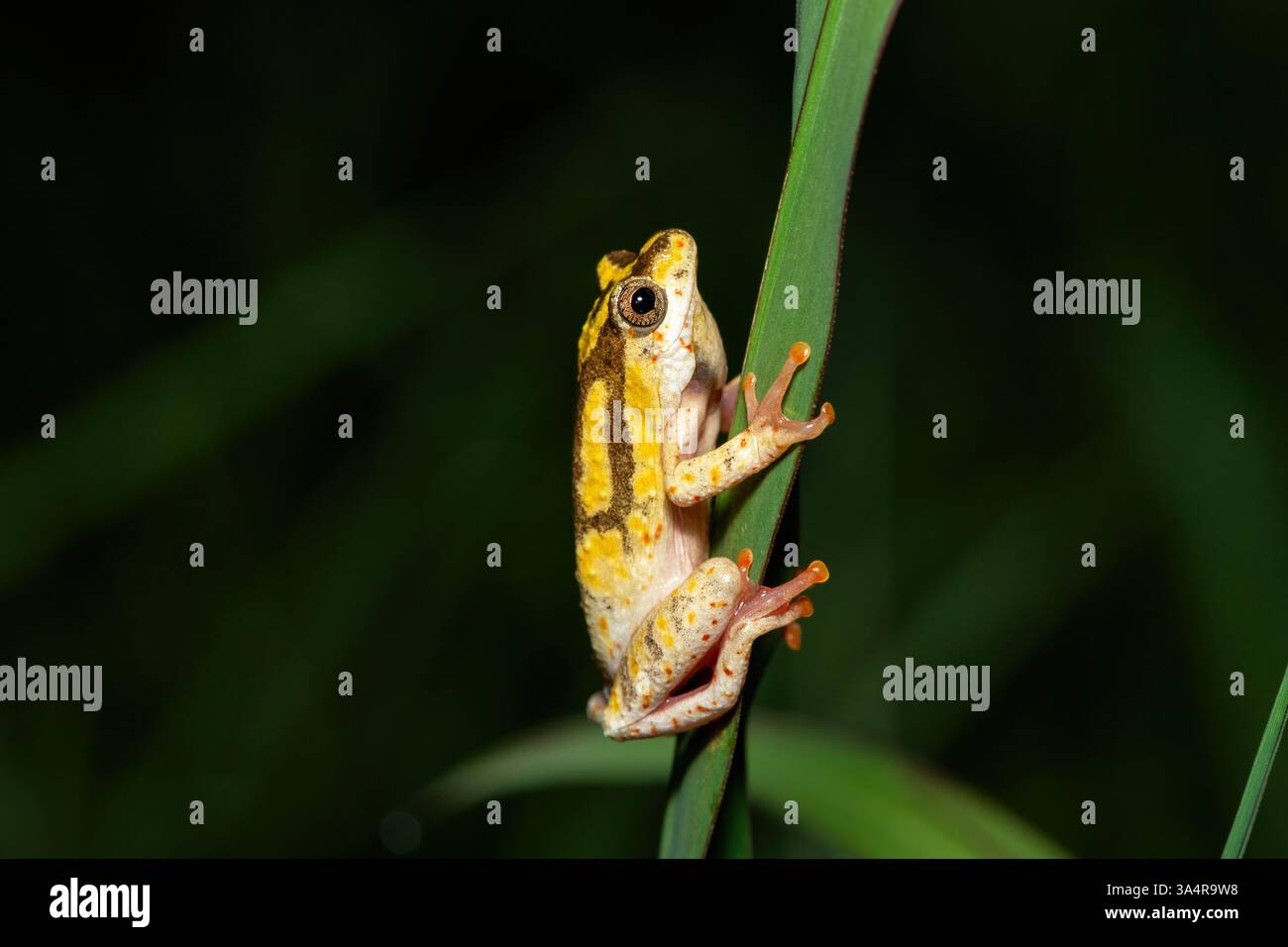A cute painted reed frog (Hyperolius marmoratus marmoratus), also known ...