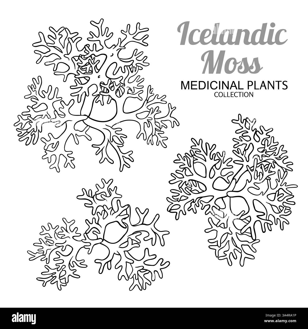 Icelandic Moss Set Outline Illustration. Ingredient for cosmetics ...