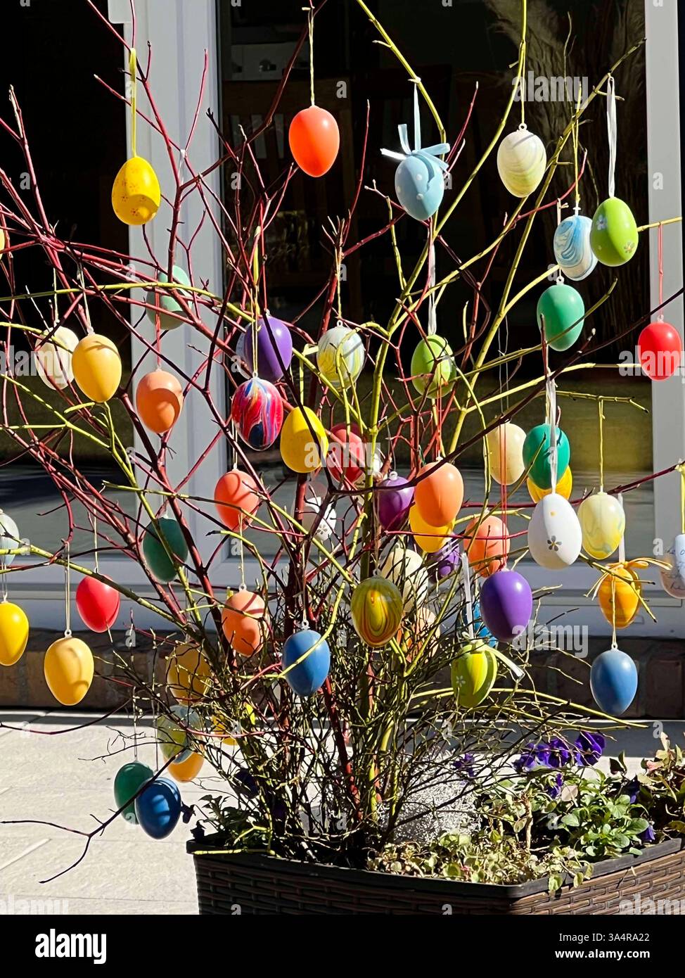 Osterstrauch mit Bunten Ostereiern steht im Garten Ostereier haengen an ...