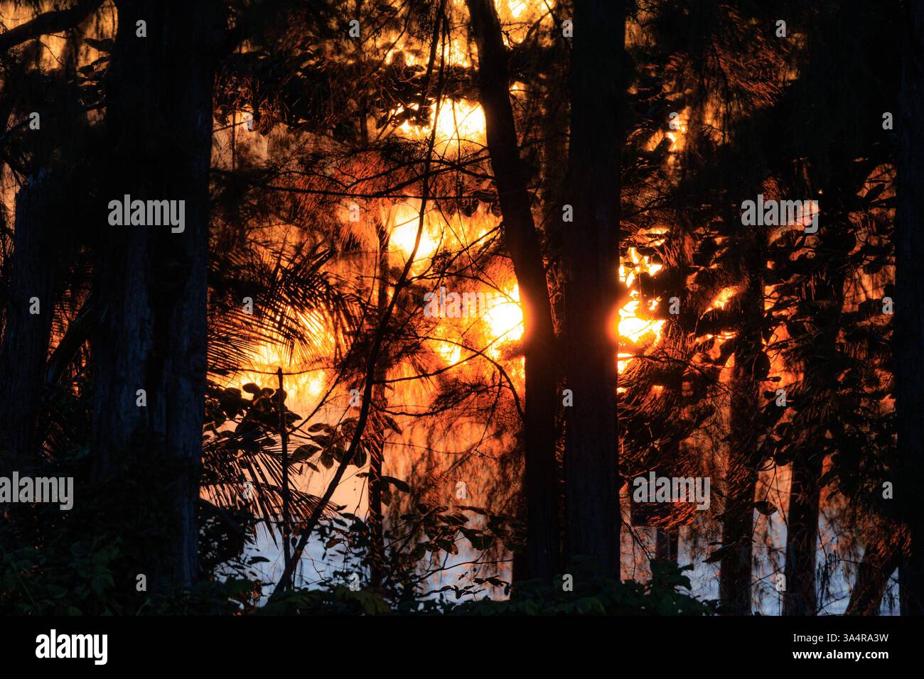 Sunrise behind a forest of filao pine tree on the beach of Koh Bulon ...