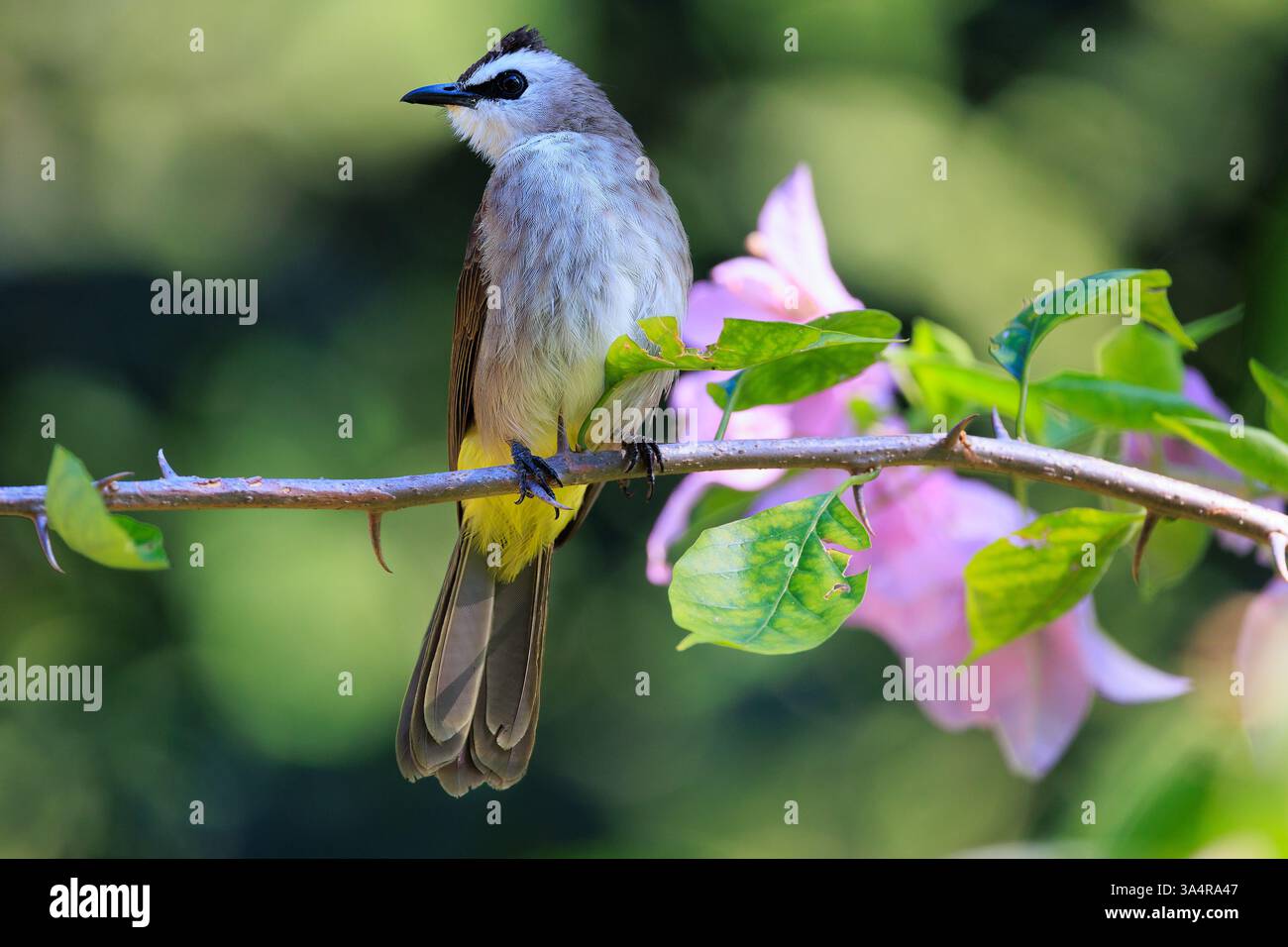 A Yellow vented Bulbul, Pycnonotus goiavier, standing on a ...