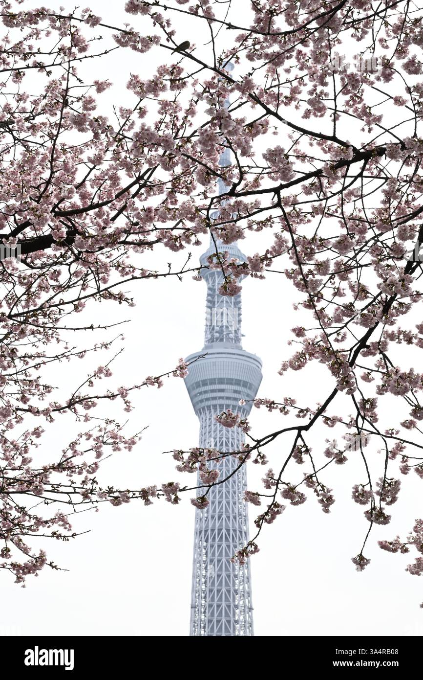 The Tokyo Skytree with cherry blossoms in Sumida Park The Tokyo Skytree with cherry blossoms in Sumida Park
