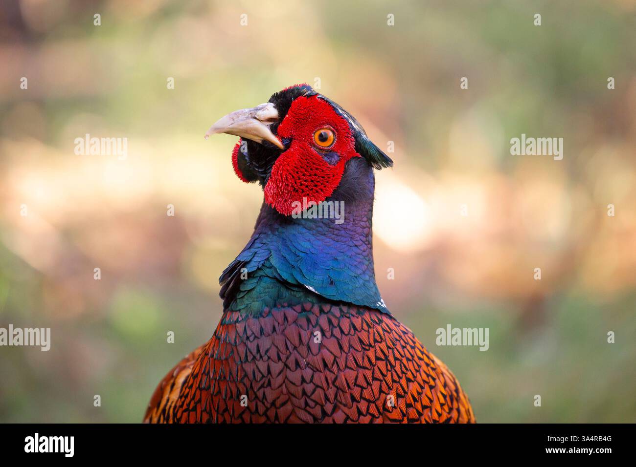 Kidderminster, UK. 19th March, 2025. UK weather: a curious pheasant ...