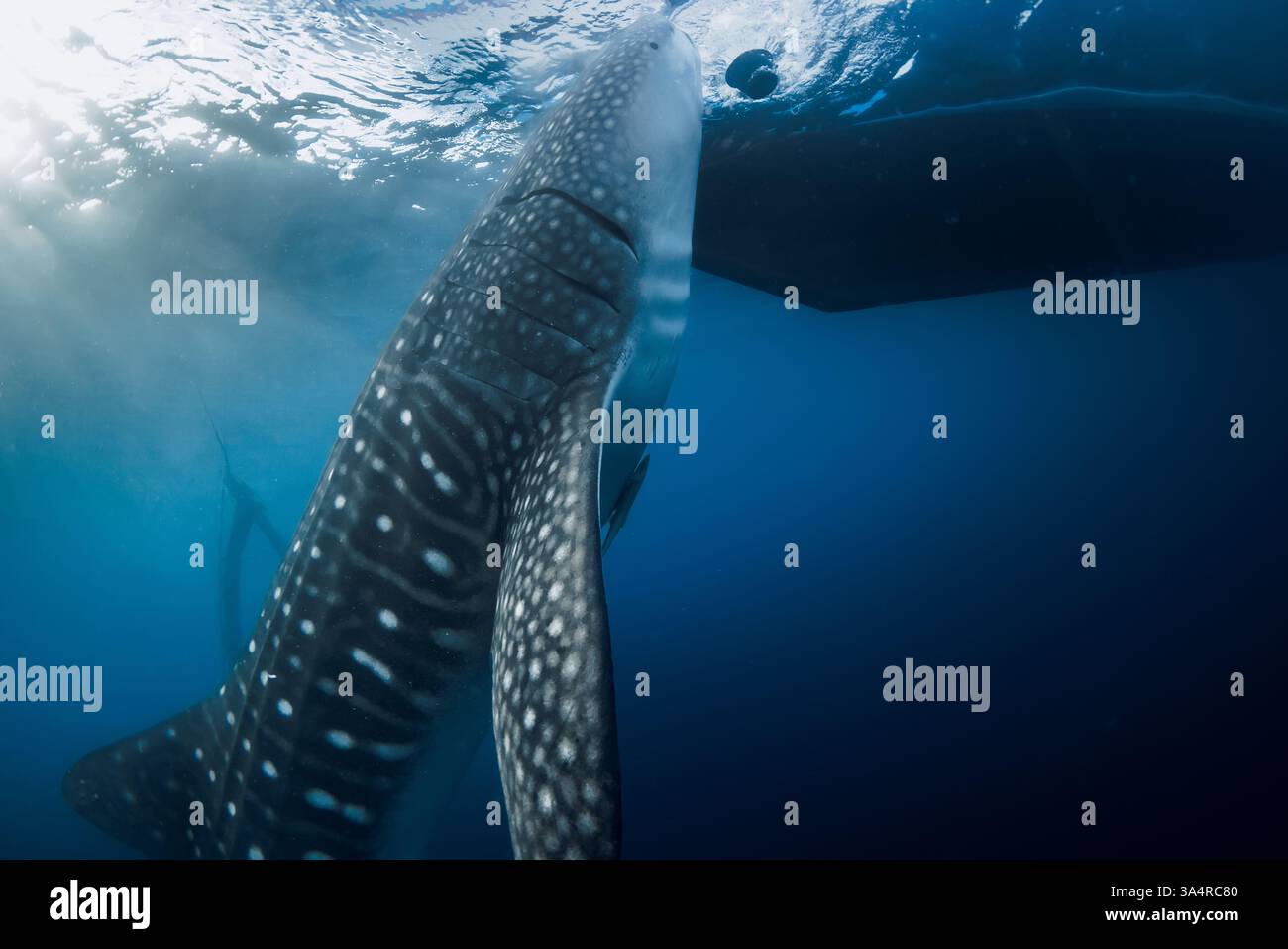 Whale shark underwater eating in blue ocean. Large shark swimming ...