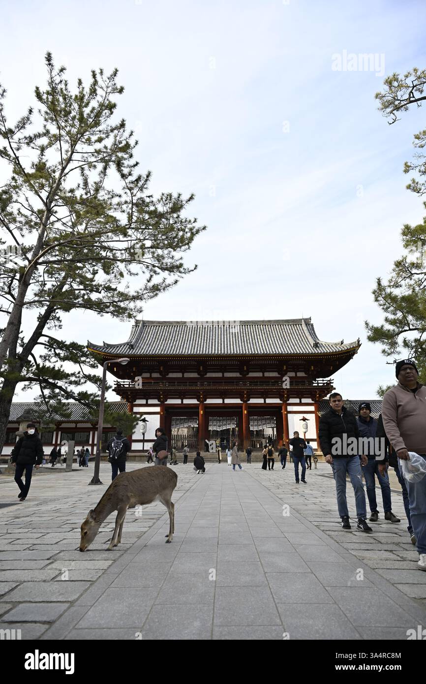 Nara temple, deers and todaiji temple Stock Photo - Alamy