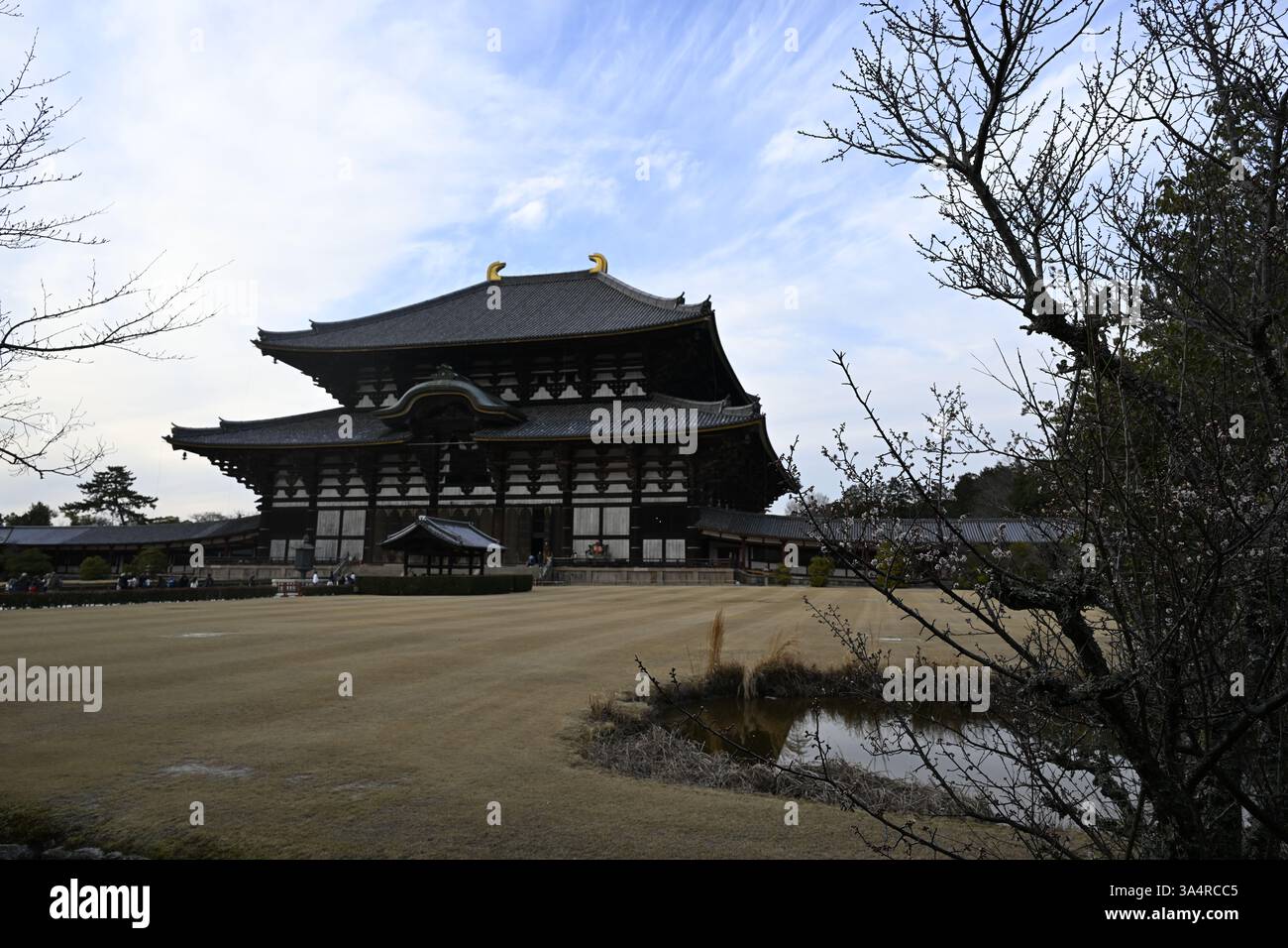 Nara temple, deers and todaiji temple Stock Photo - Alamy