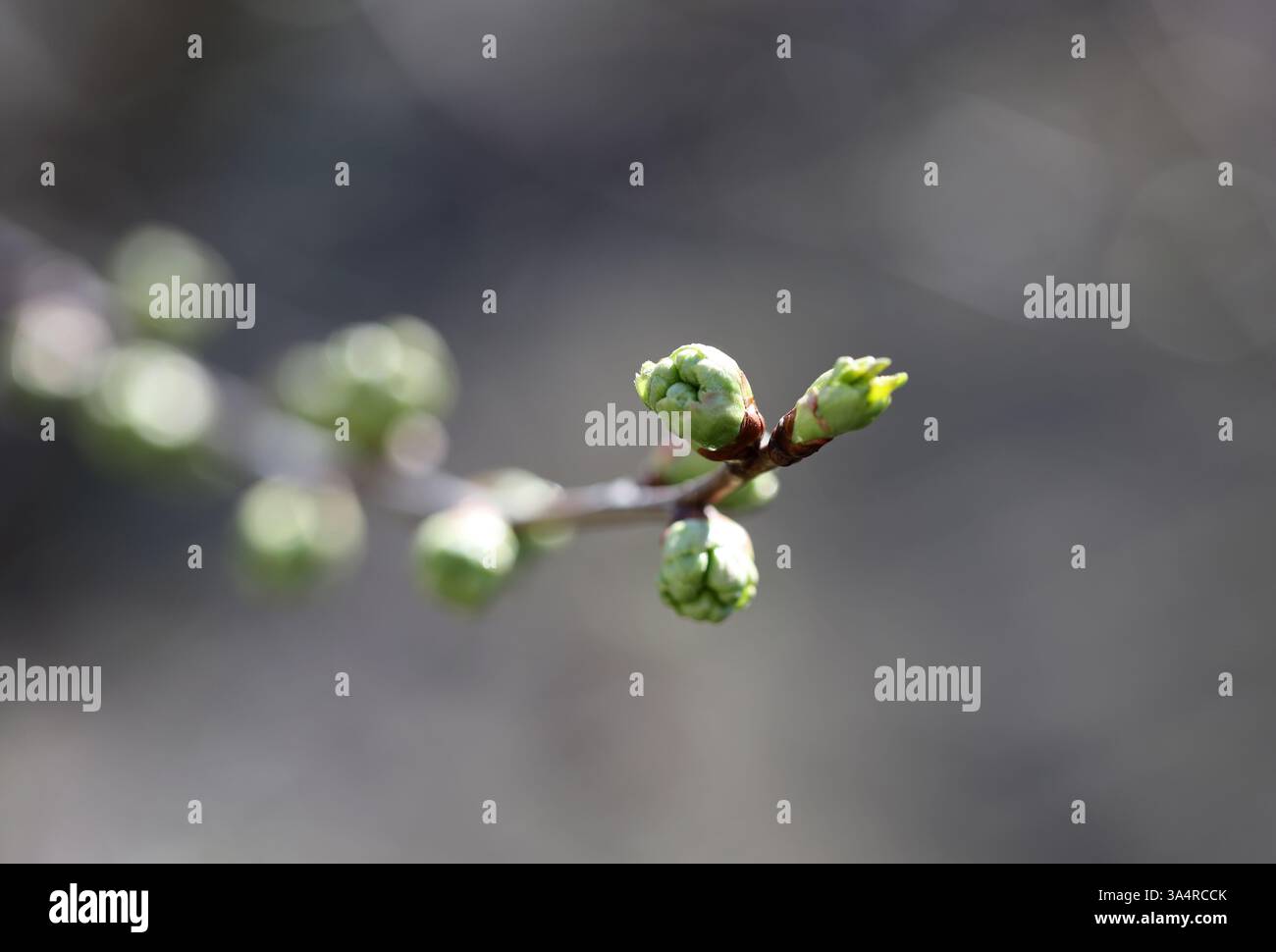 Bud of a cherry tree Stock Photo - Alamy