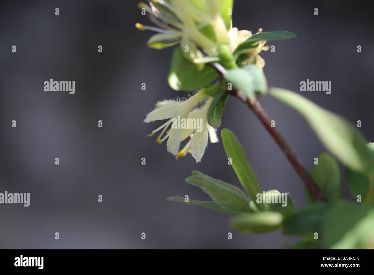 Spring flower buds, Lonicera caerulea - blue honeysuckle Stock Photo ...