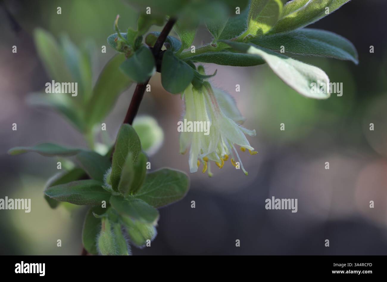 Spring flower buds, Lonicera caerulea - blue honeysuckle Stock Photo ...
