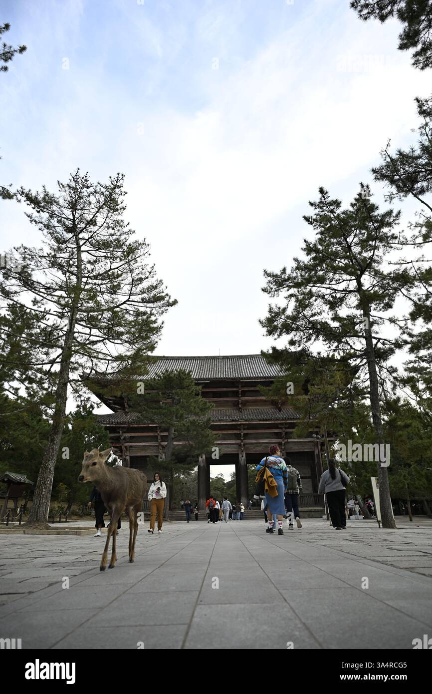 Nara temple, deers and todaiji temple Stock Photo - Alamy