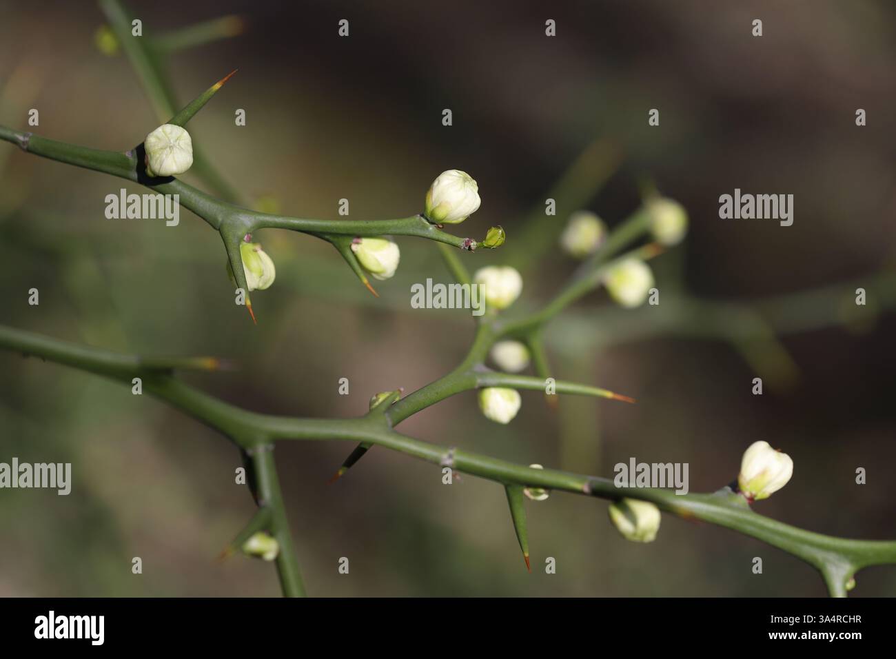 Buds of a tree, Poncirus trifoliata - trifoliate orange Stock Photo - Alamy