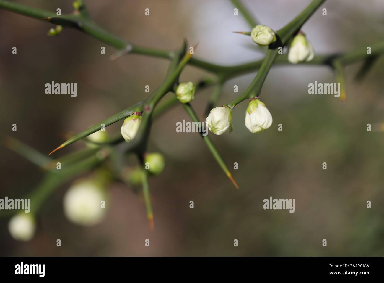 Buds of a tree, Poncirus trifoliata - trifoliate orange Stock Photo - Alamy