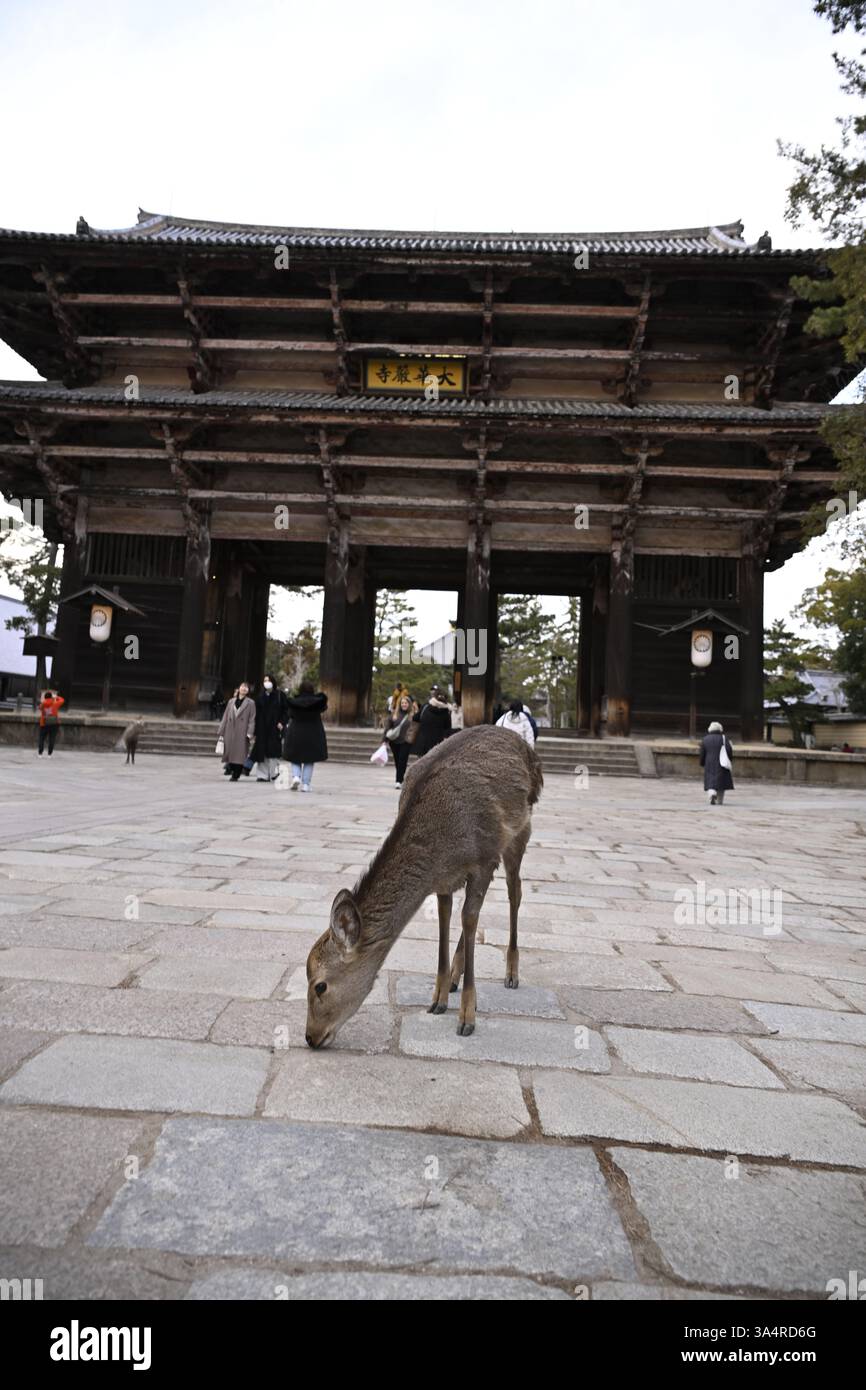Nara temple, deers and todaiji temple Stock Photo - Alamy