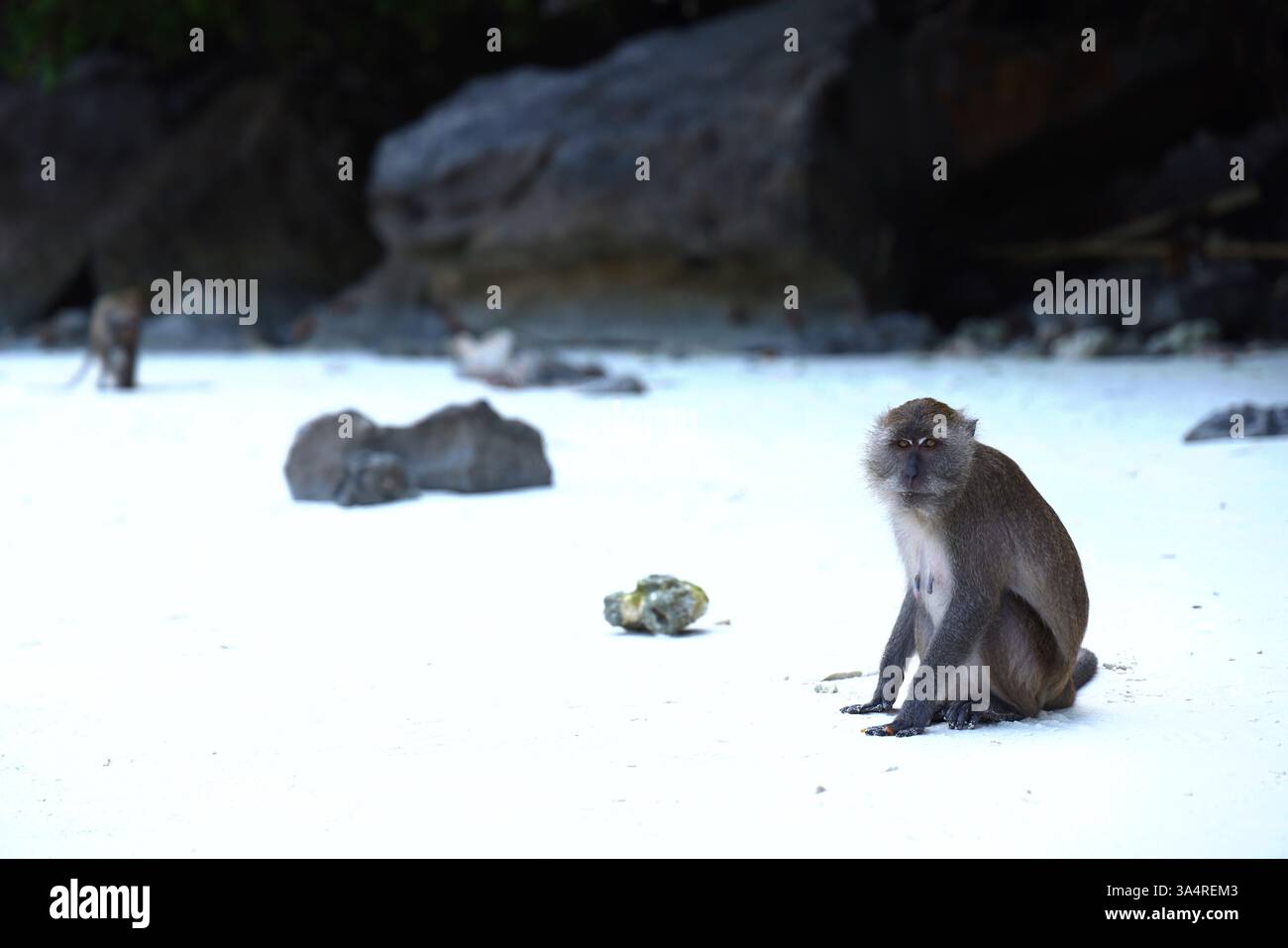 A solitary monkey sits peacefully on a quiet beach, surrounded by the ...