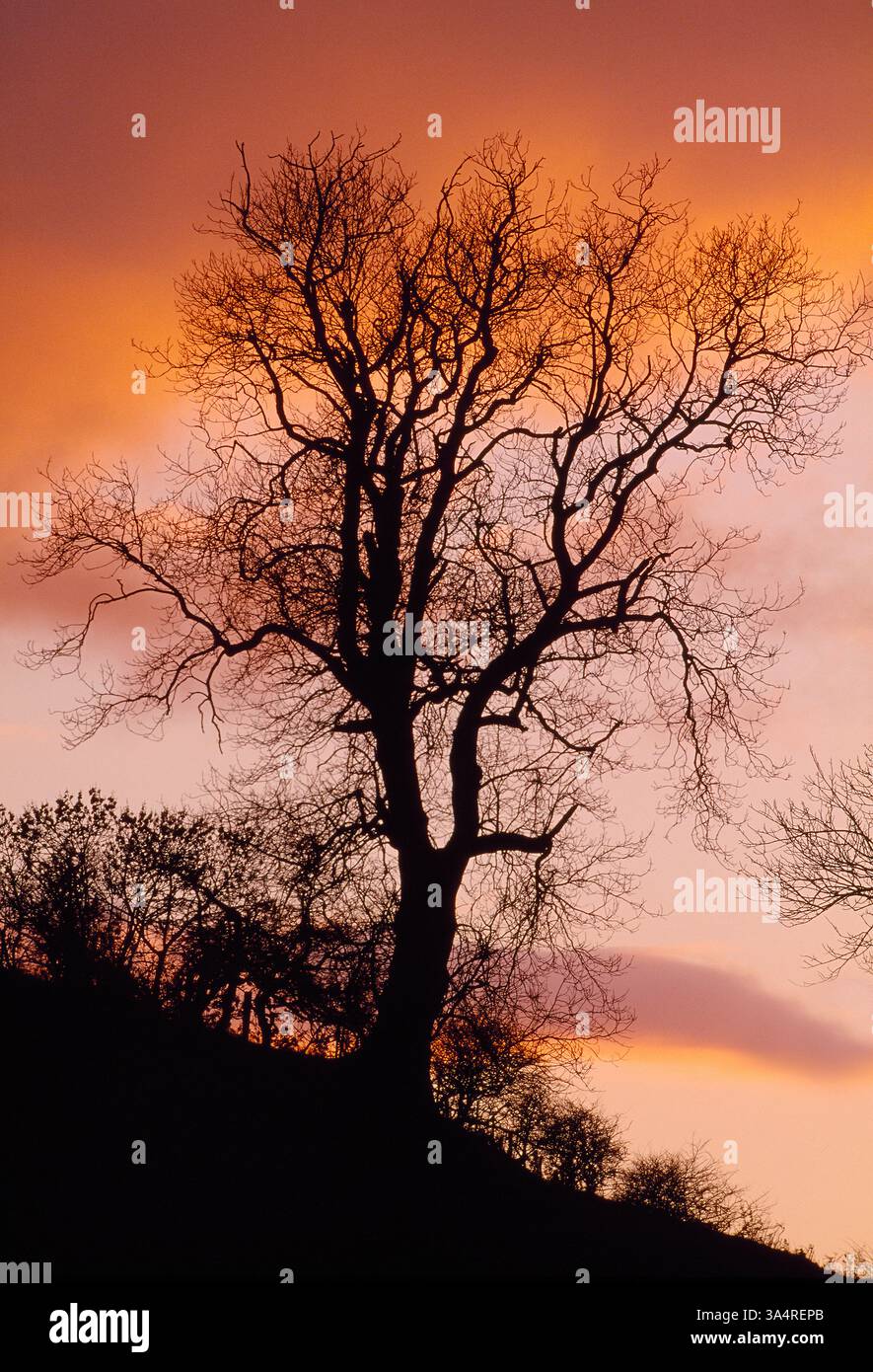 Hedgerow Ash tree (Fraxinus excelsior) at sunset, Berwickshire ...