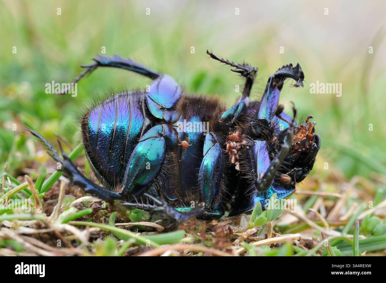 Dor Beetle (Geotrupes stercorarius) showing phoretic mites on underside ...