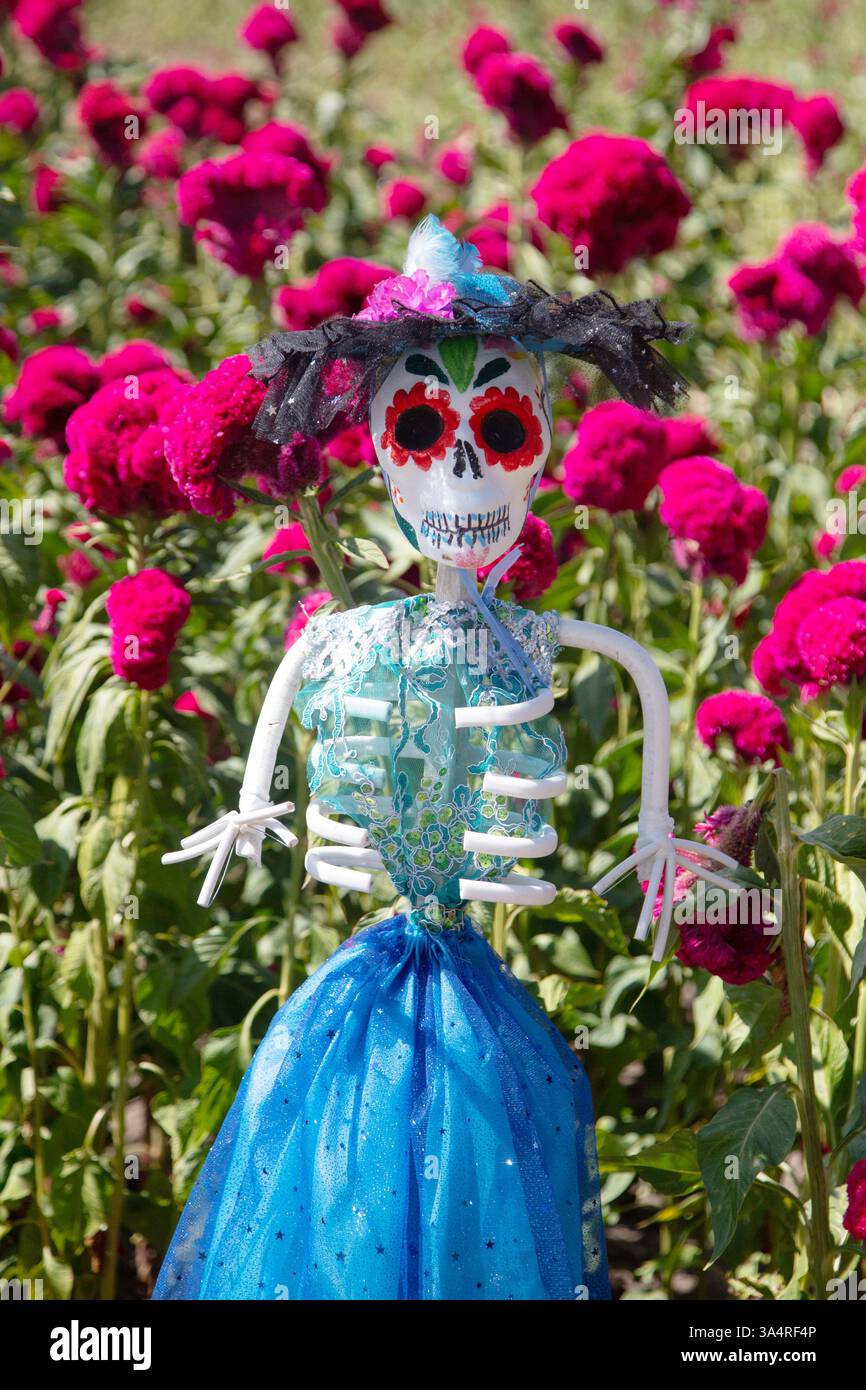 Atlixco, Puebla, Mexico; 1st November 2024: Colorful catrina figures ...