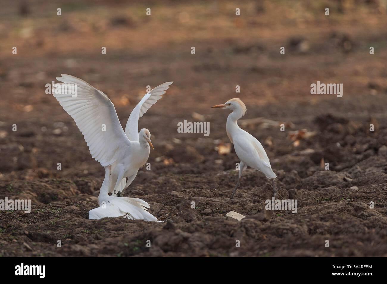 Western caste egrets, Bubulcus ibis, seen fighting in Zimbabwe's Mana ...
