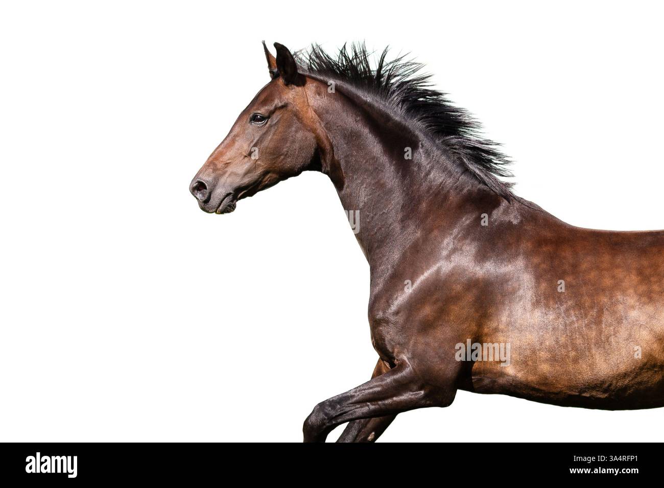 Horse inside Cut Out Stock Images & Pictures - Alamy