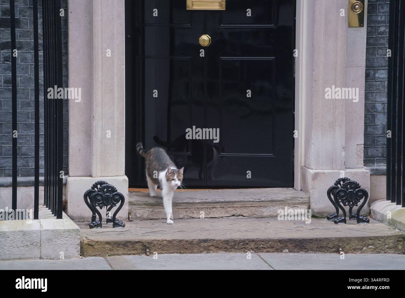 London, UK 19 March 2025. Larry the chief mouser to the cabinet office ...