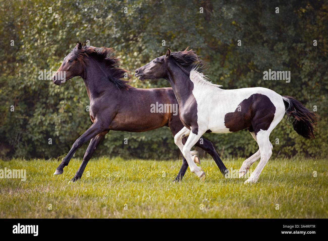 Oldenburg forests hi-res stock photography and images - Alamy