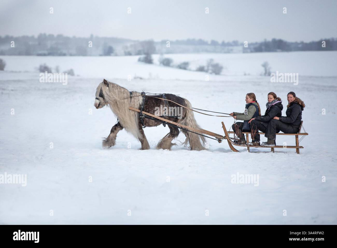 Irish Tinker stallion Stock Photo - Alamy